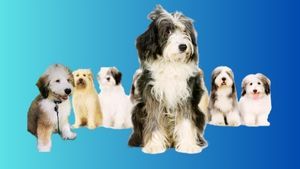 SwagScale - Experience the Extraordinary - We'll Help You Find It!