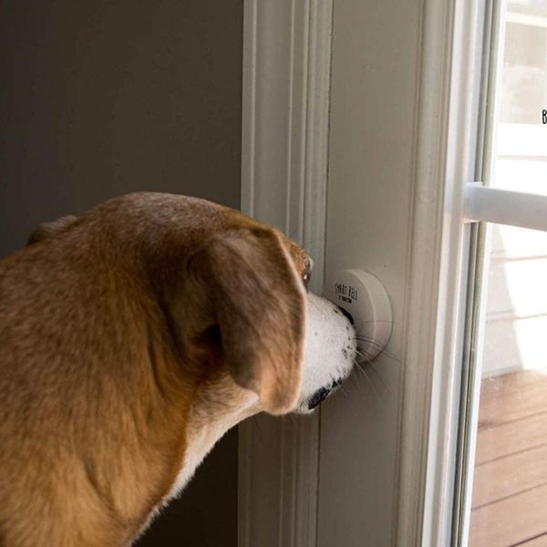 It's Time to Hear Your Dog Speak: The 10 Best Dog-Talking Buttons!